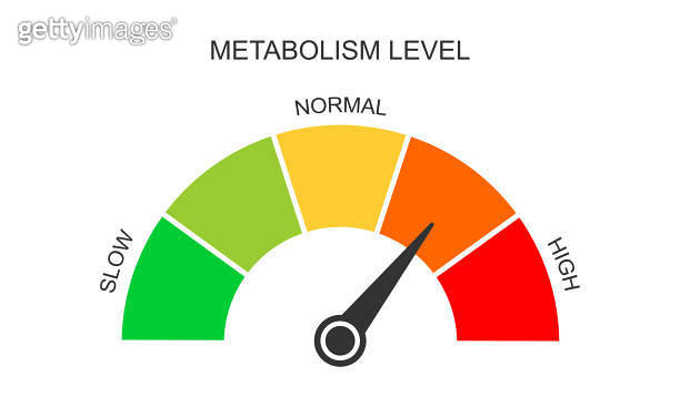 Metabolism meter dashboard with arrow. Metabolic levels from slow to ...