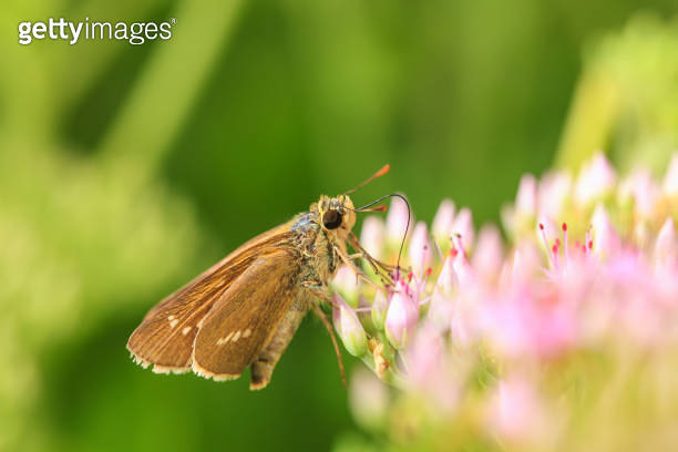 Rice skipper butterfly, A butterfly is on the flower 이미지 (1647632677 ...