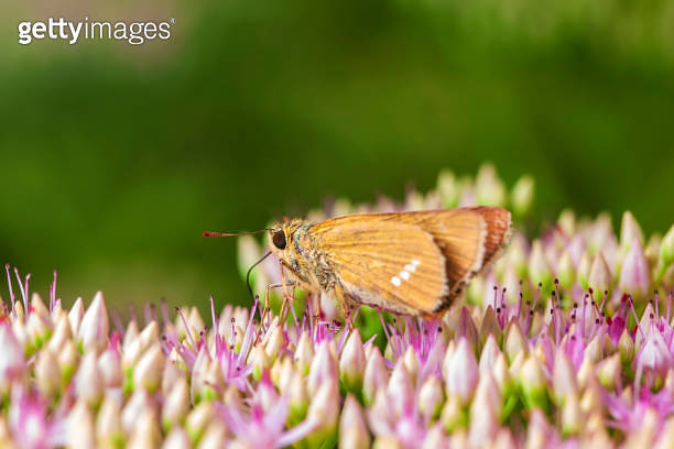 Rice skipper butterfly, A butterfly is on the flower (1647632680) - 게티이미지뱅크