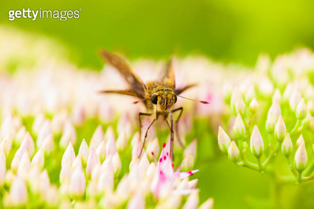 Rice skipper butterfly, A butterfly is on the flower 이미지 (1647632797 ...
