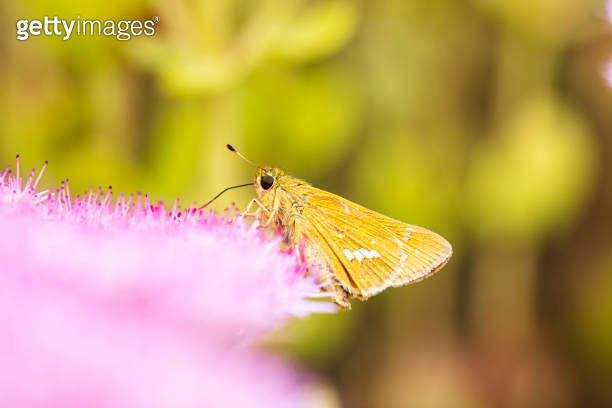 Rice skipper butterfly, A butterfly is on the flower 이미지 (1647632798 ...
