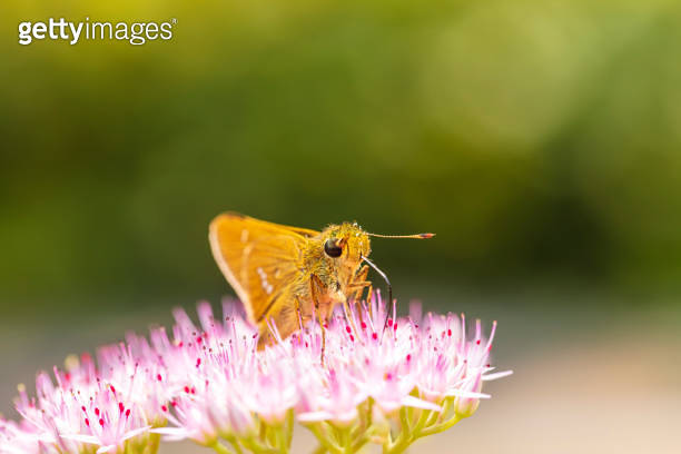 Rice skipper butterfly, A butterfly is on the flower (1647632800) - 게티이미지뱅크
