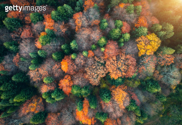 Aerial view of beautiful colorful autumn forest in Ukraine. Top view ...
