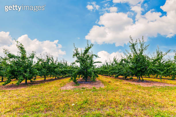 Beautiful nature scene with plum tree. plantation of plum trees in ...