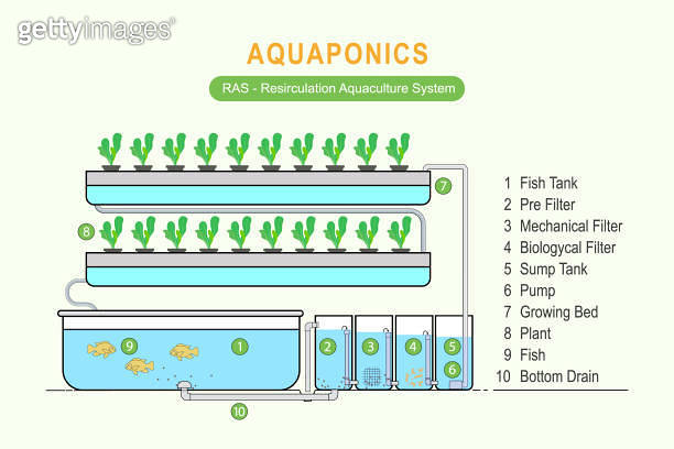 Aquaponic illustration using the RAS (Recirculation aquaculture system ...