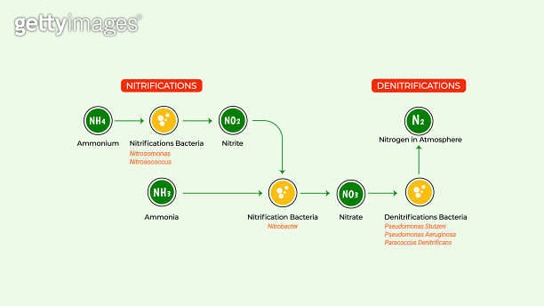 Nitrification and denitrification of Nitrogen. Biological Nitrogen ...