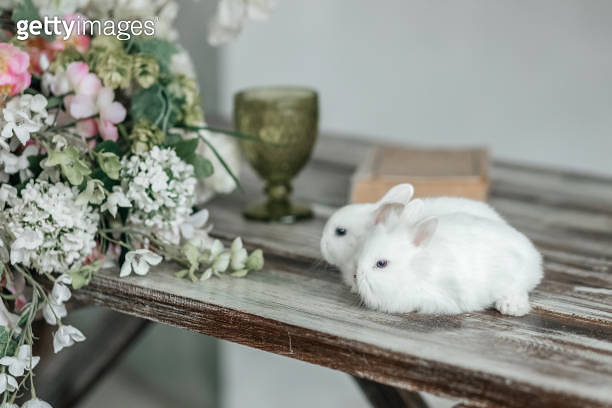 A group of cute Easter bunny rabbits on the table in the living room ...