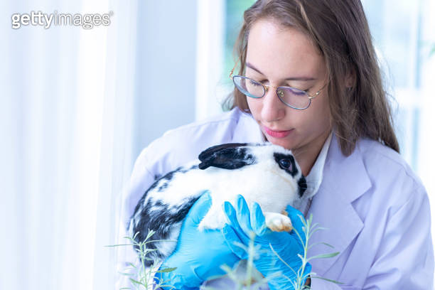 Scientist or pharmacist holding cute fluffy Bunny in laboratory ...
