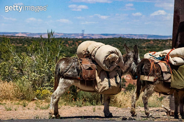 Donkey pack animals with saddles loaded with gear 이미지 (1753442247) - 게티 ...
