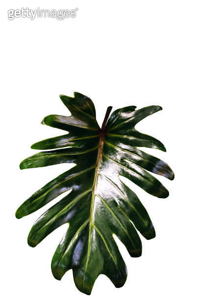 Monstera leaves. Monstera delicosa leaves textured. Leaf of Monstera ...