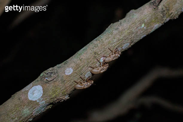 A cicada molting process. Cicada metamorphosis molt. The transformation ...