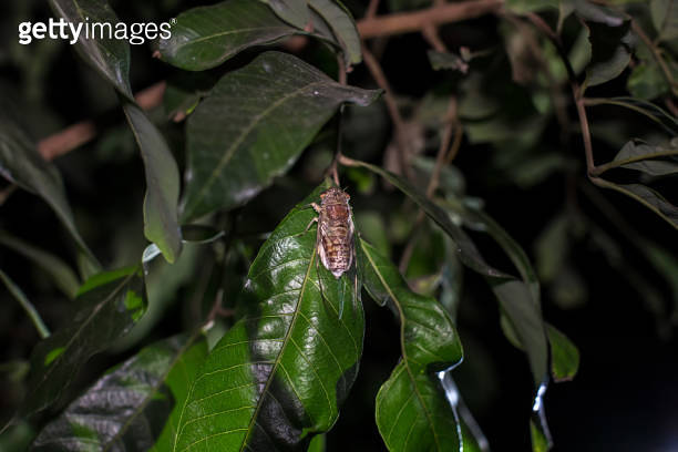 A cicada molting process. Cicada metamorphosis molt. The transformation ...