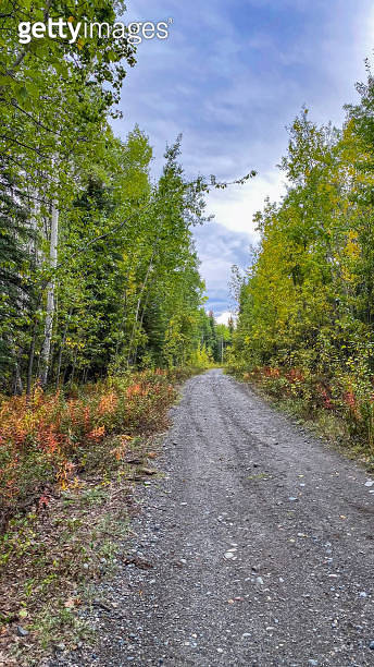 Back woods road in fall in Alaska 이미지 (1801200404) - 게티이미지뱅크