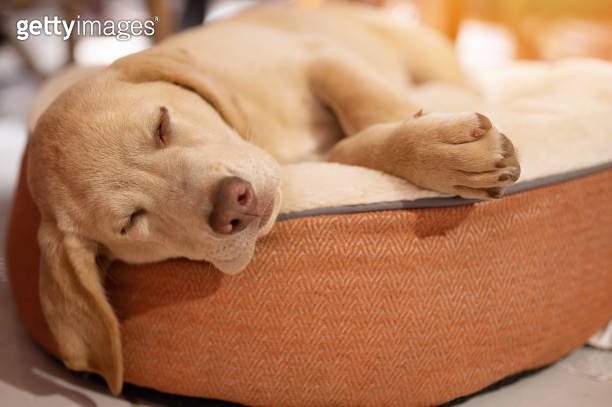 Relaxed lab dog sleep on bed 이미지 (1642401524) - 게티이미지뱅크