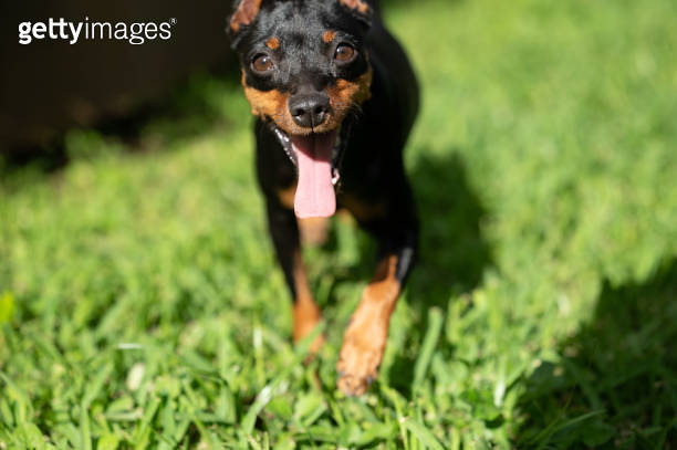Portrait of pincher dog 이미지 (1553617016) - 게티이미지뱅크