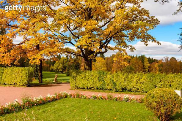 Oak tree in autumn foliage in Pavlovsky park, Pavlovsk, Saint ...