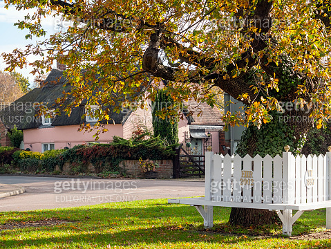 Oak tree shedding its leaves outside a small pink cottage with thatched ...