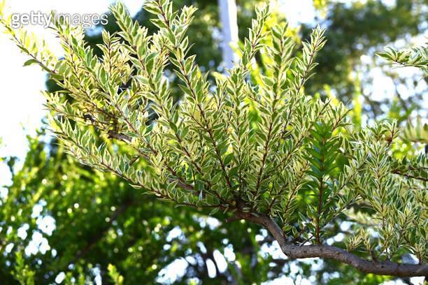 Variegated Myrtle (Myrtus communis) ‘Variegata’. Myrtaceae evergreen ...