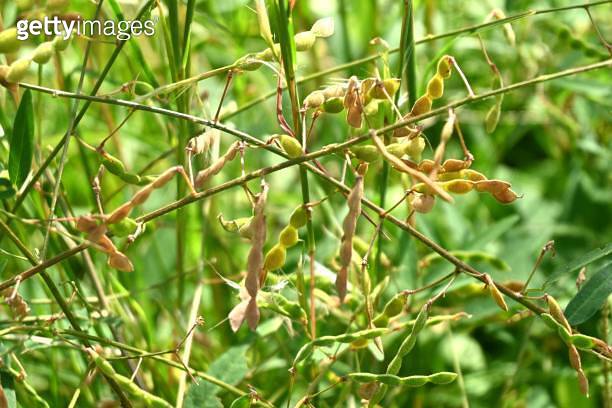 Panicled tick trefoil ( Desmodium paniculatum ) legumes. Fabaceae ...