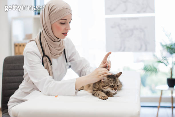 Feline practitioner giving injection to adult cat in clinic 이미지 ...