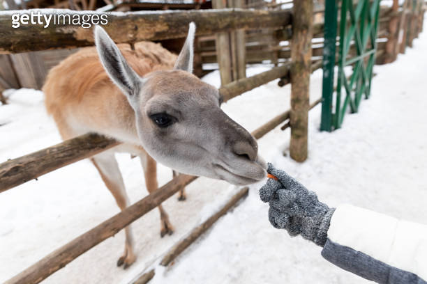 Young child feeds guanaco in a wildlife park. Family leisure and ...