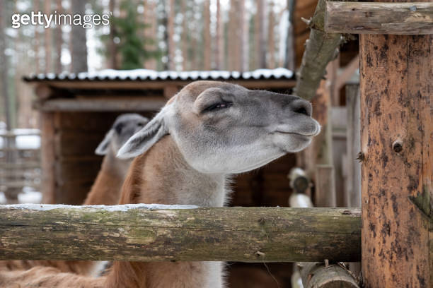 Young child feeds guanaco in a wildlife park. Family leisure and ...