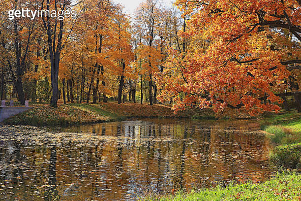 Golden autumn season in Russia, background. Autumn park in October on a ...