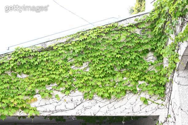 Boston Ivy ( Parthenocissus tricuspidata ). Vitaceae deciduous vine ...