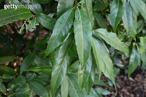 Quercus myrsinifolia ( White oak / Bamboo leaved oak ) hedge and leaves ...