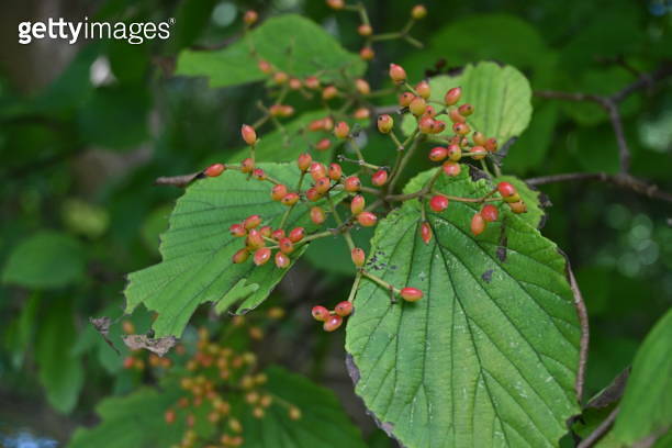 Linden viburnum / Japanese bush cranberry ( Viburnum dilatatum ...