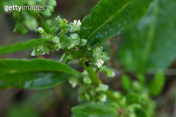 Japanese dock ( Rumex japonicus ) fruits. Polygonaceae perennial plants ...