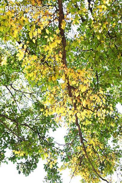 Chinese hackberry / Nettle tree ( Celtis sinensis ) Yellow leaves and ...