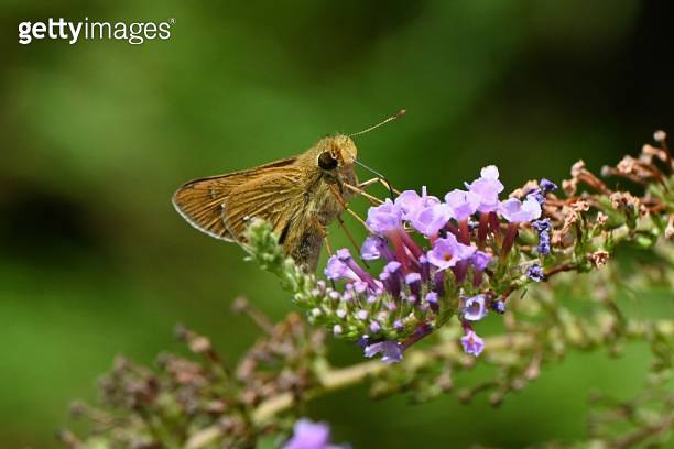 A Common straight swift ( Parnara gutata ). Lepidoptera hesperioidea ...