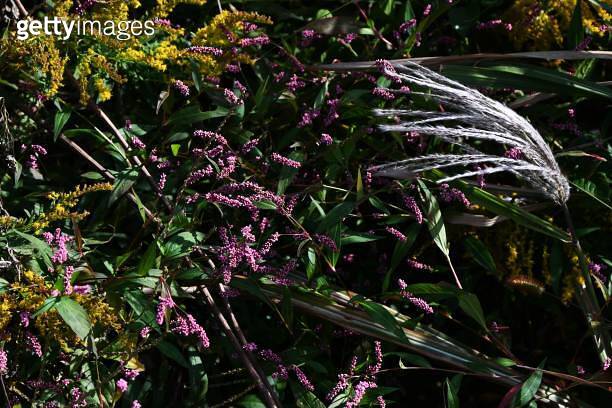 Creeping smartweed ( Persicaria longiseta ) flowers. 이미지 (1756940817 ...