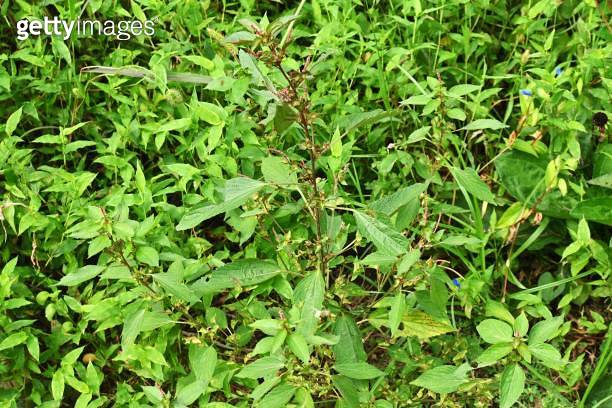 Acalypha australis ( Australian acalypha ) flowers. Euphorbiaceae ...