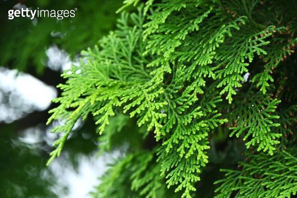 Japanese cypress / Hinoki tree ( Chamaecyparis obtusa ) Leaves, bark ...