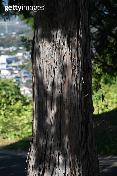 Japanese cypress / Hinoki tree ( Chamaecyparis obtusa ) Leaves, bark ...