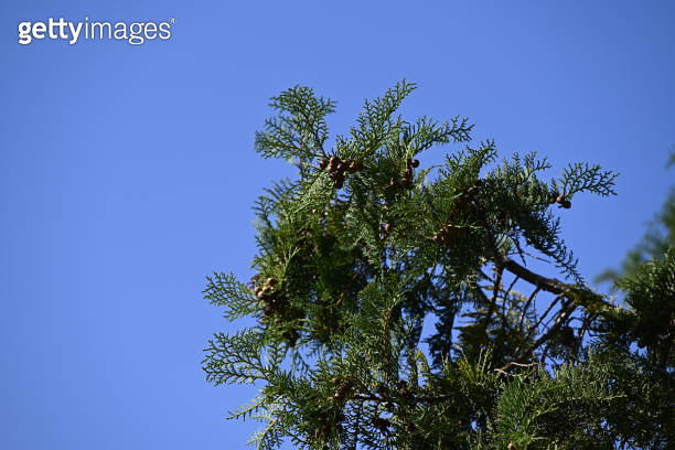 Japanese cypress / Hinoki tree ( Chamaecyparis obtusa ) Leaves, bark ...
