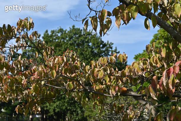 Flowering dogwood ( Cornus florida ) fruits. Cornaceae deciduous tree ...