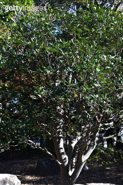 Japanese ternstroemia ( Ternstroemia gymnanthera ) fruits ...