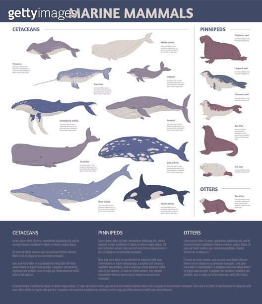 Sea mammals cetaceans and pinnipeds animals infographic, vector ...