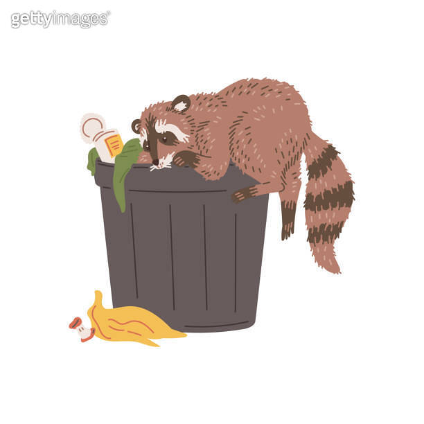 Raccoon digging in trash can flat style, vector illustration ...