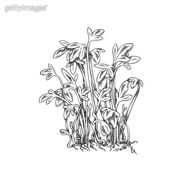 Hand drawn monochrome watercress micro-green sketch style (1859861312 ...