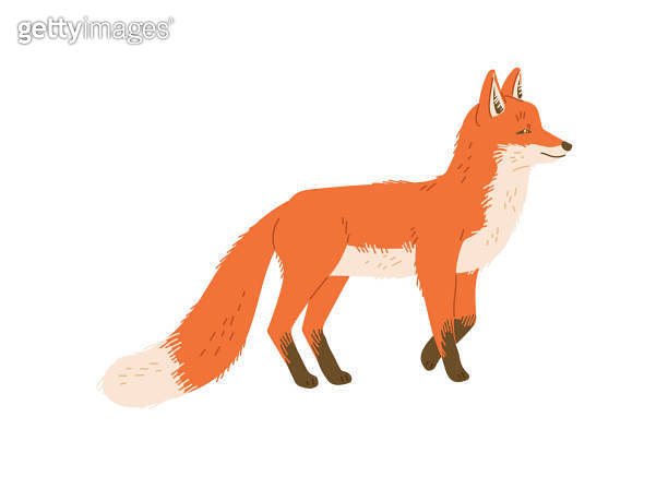 Beautiful furry fox walking, cartoon flat vector illustration isolated ...