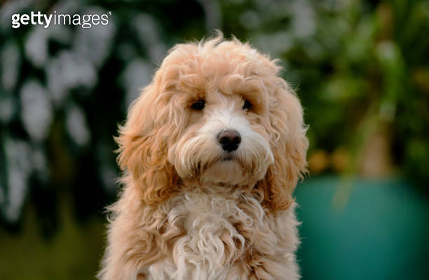 Adorable Six Month Old Cockapoo Puppy 이미지 (1731338921) - 게티이미지뱅크