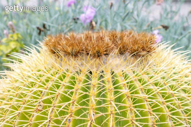Cactus Plant at Florence in Tuscany, Italy 이미지 (1450023118) - 게티이미지뱅크