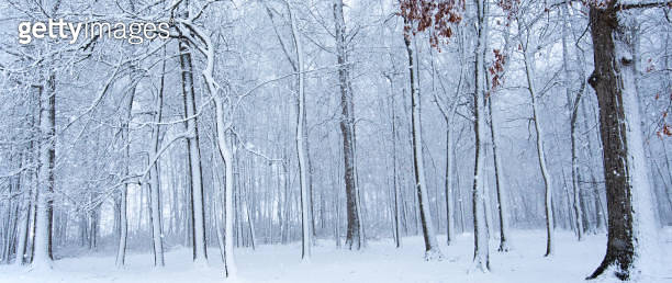 Trees striped with driving snow- Howard County, Indiana 이미지 (1476375837 ...