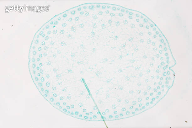 plant Zea Stem C.S. under light mircoscope with white background 이미지 ...