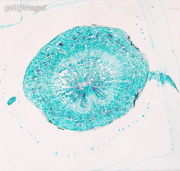 plant radish root cross section under light mircoscope with white ...