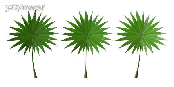 Palm Leaf Summer Green Plant Set Vector Tropic Tree Leaves Exotic